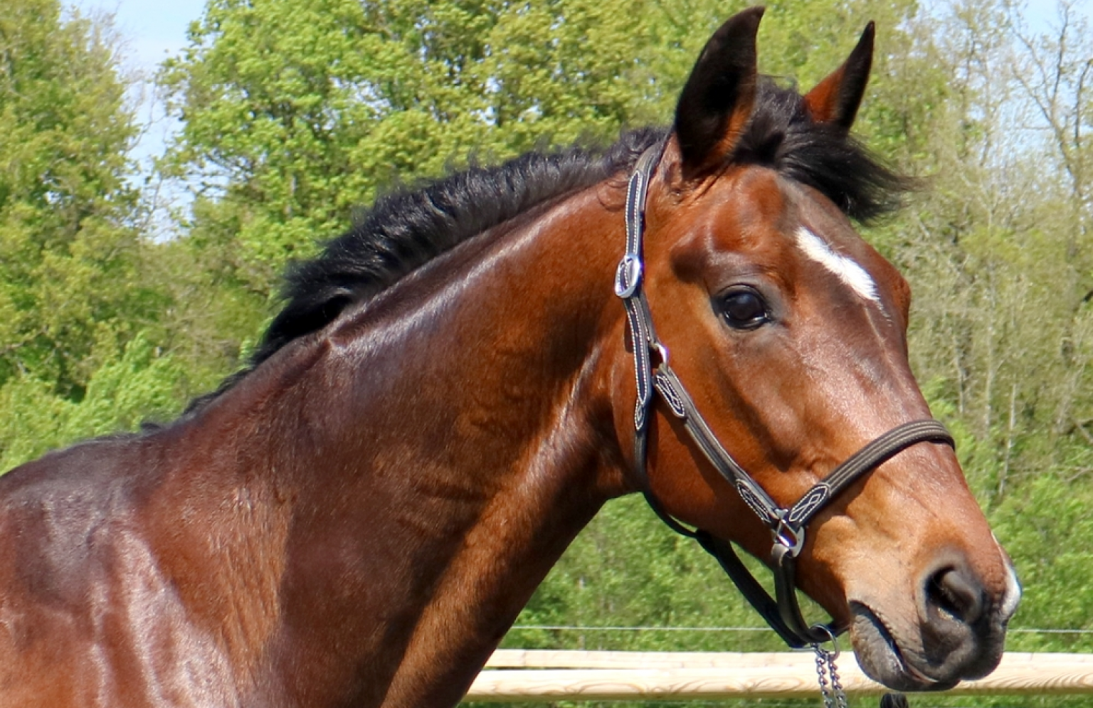 Chevaux à vendre - SAUVE QUI PEUT