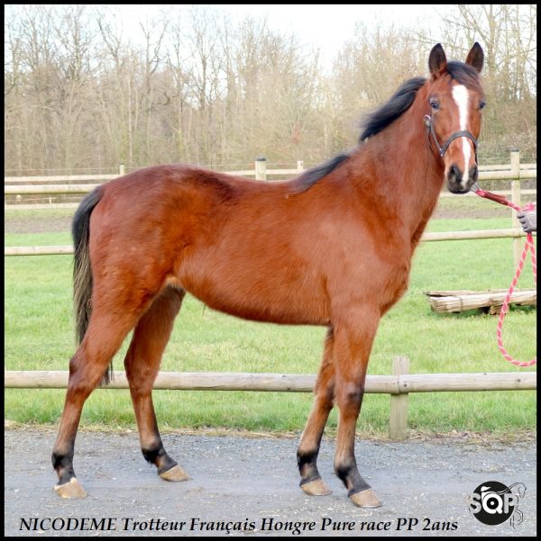 Chevaux à vendre - SAUVE QUI PEUT