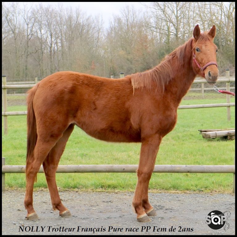 Vente de trotteurs et de chevaux réformés - SAUVE QUI PEUT