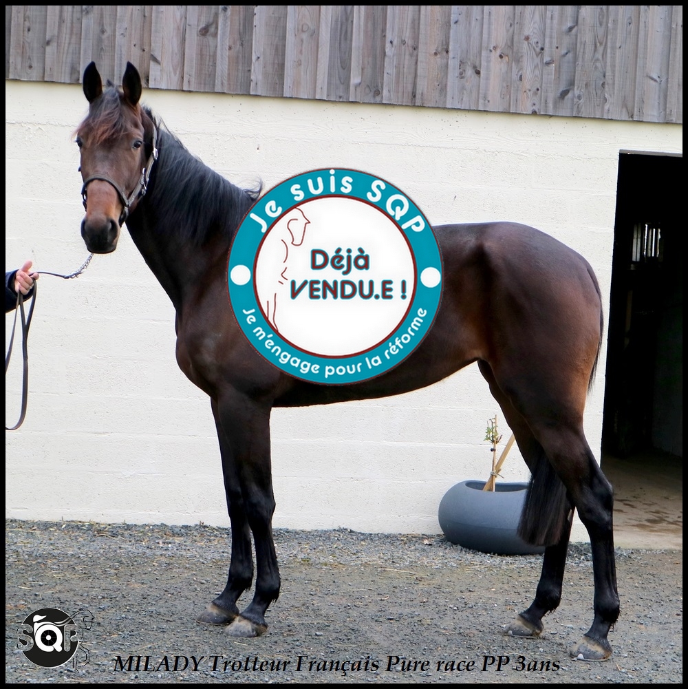 "VENDUE"MILADY Trotteur Français 3ans - SAUVE QUI PEUT